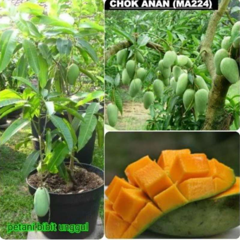 Jual Bibit Buah Mangga Chokanan Tanaman Buah Mangga Hasil Okulasi Di ... Jual Bibit Buah Mangga Chokanan Tanaman Buah Mangga Hasil Okulasi Di ...