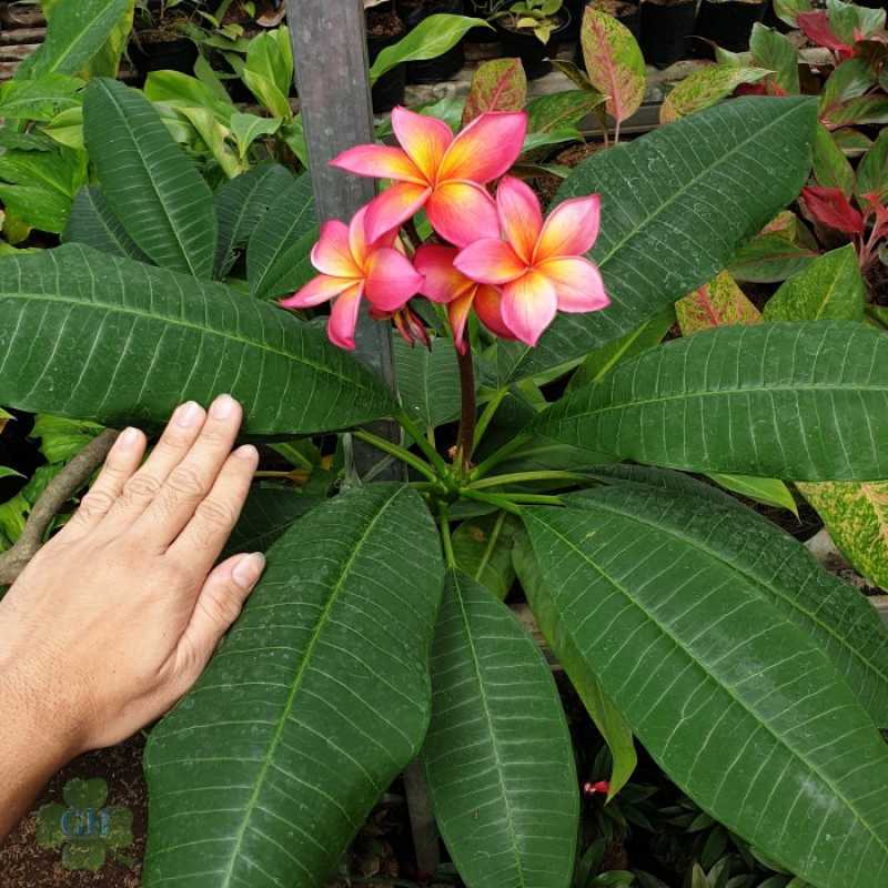 Jual Tanaman Hias Pohon Bunga Kamboja Bali Plumeria Rubra Obtusa ...