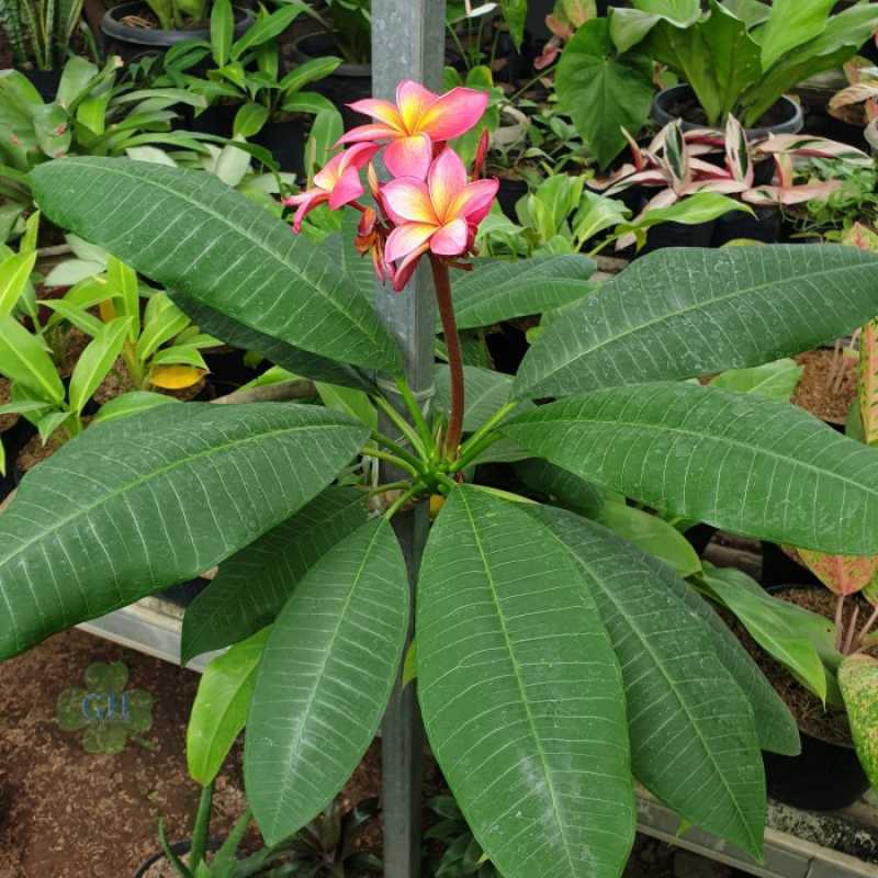 Jual Tanaman Hias Pohon Bunga Kamboja Bali Plumeria Rubra Obtusa ...