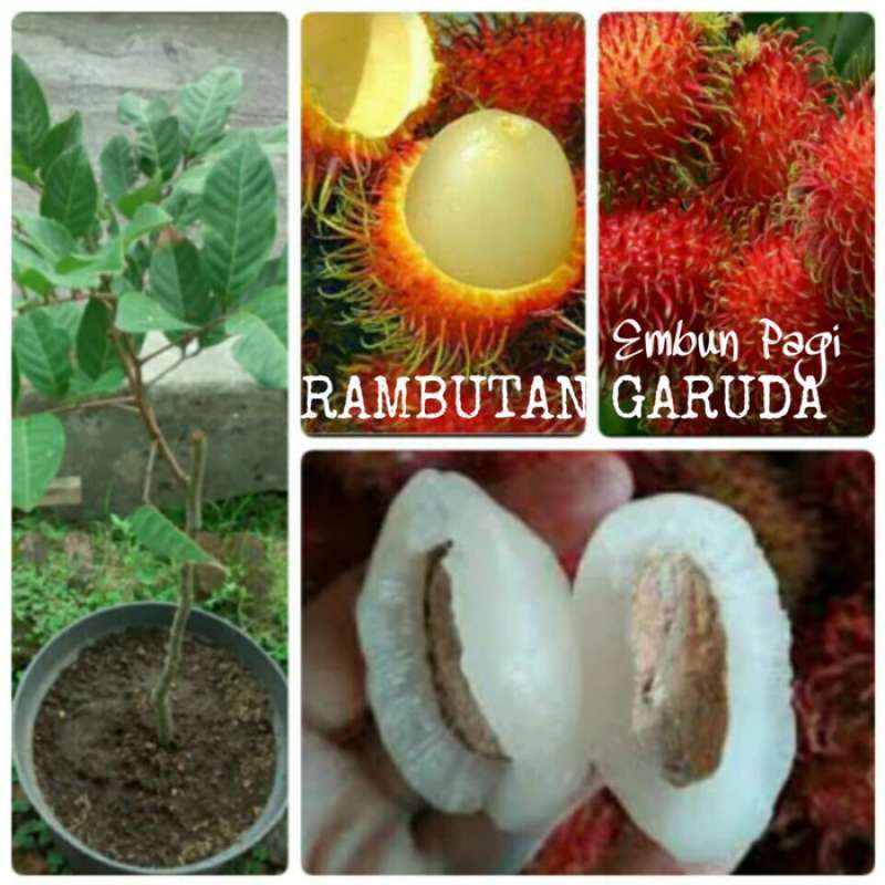 Jual Bibit Pohon Buah Rambutan Garuda Giant Atau Jumbo Di Seller Noelle ...