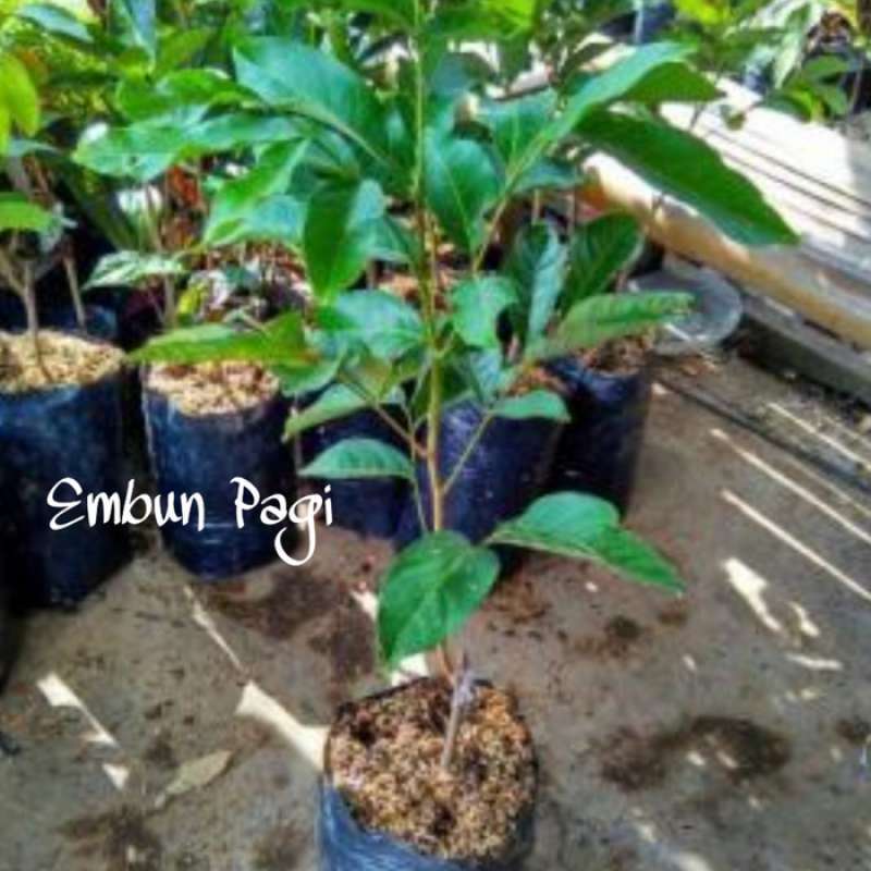Jual Bibit Pohon Buah Rambutan Garuda Giant Atau Jumbo Di Seller Noelle ...
