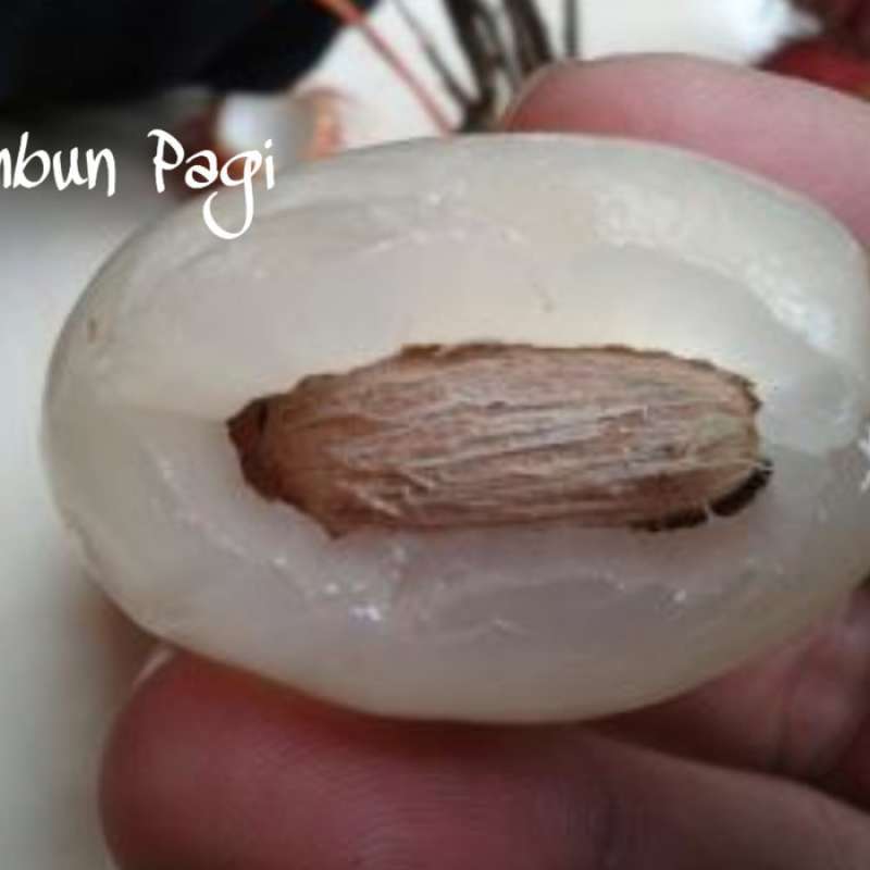 Jual Bibit Pohon Buah Rambutan Garuda Giant Atau Jumbo Di Seller Noelle ...