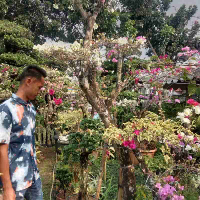 Jual Bonsai Bugenvil Taman Tinggi 2 Meter Lebih Di Seller Owl Store ...