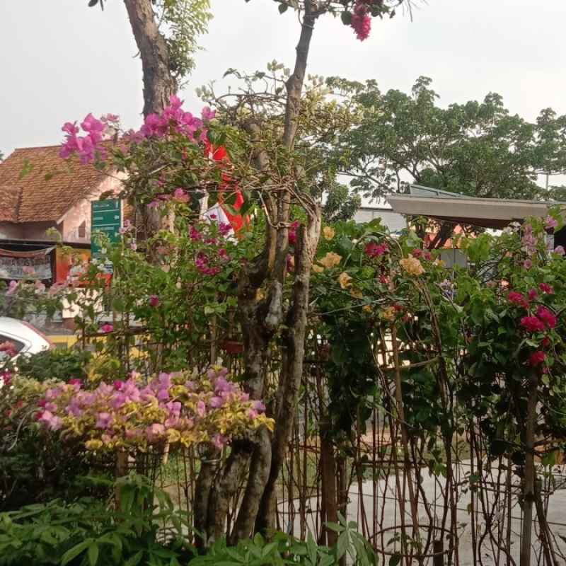 Jual Bonsai Bugenvil Taman Tinggi 2 Meter Lebih Di Seller Owl Store ...