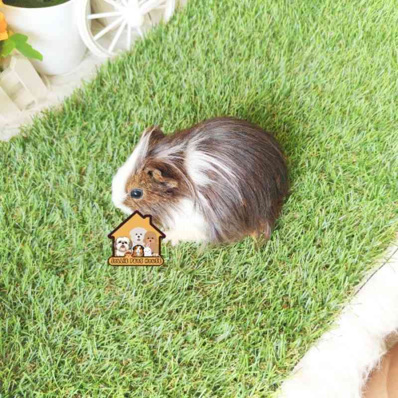 Jual Cavi Guinea Pig Silkie Silky Silki Cavy Tikus Belanda Marmut ...