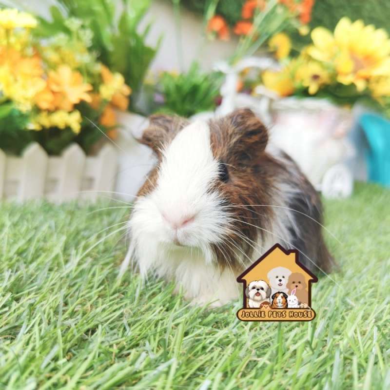 Jual Cavi Guinea Pig Silkie Silky Silki Cavy Tikus Belanda Marmut ...