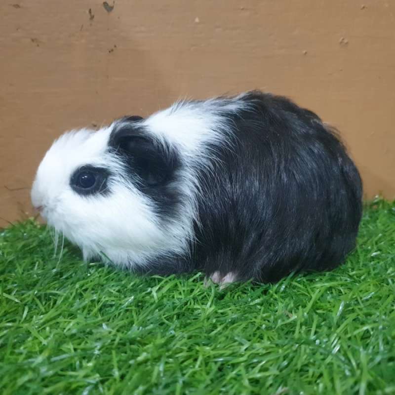 Jual Silki Guineapig Gp Cavy Marmut Hias Marmut Silkie Guinea Pig Di ...