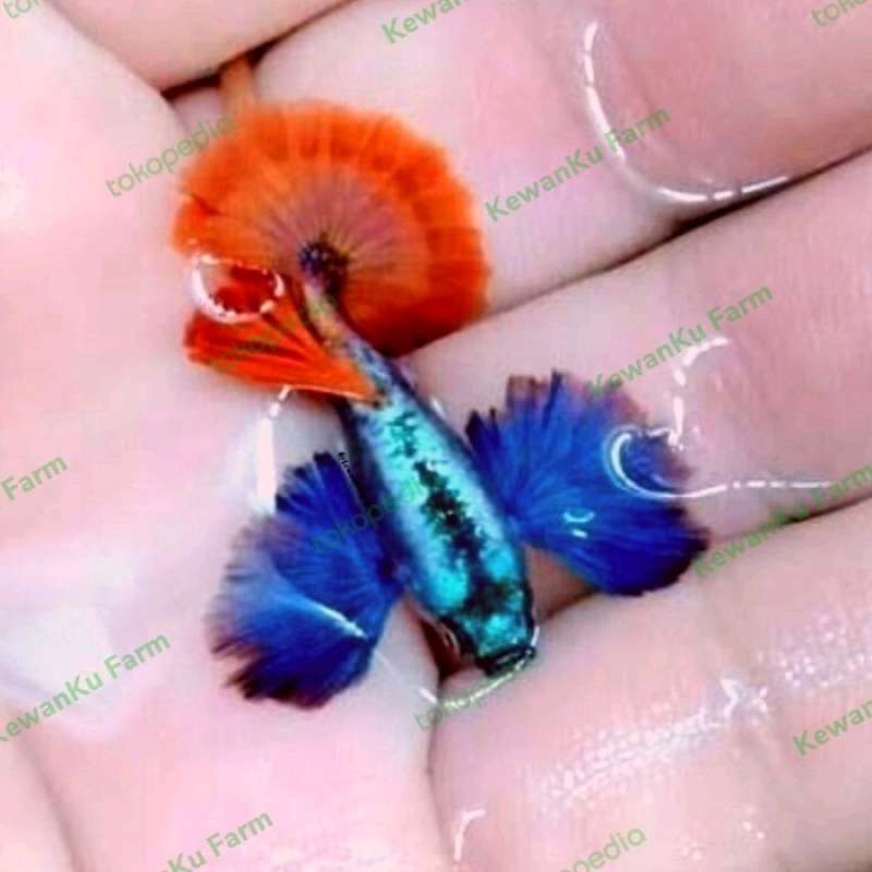 Jual Guppy Prtde Platinum Red Tail Dumbo Ear Grade A Sepasang - Betina ...