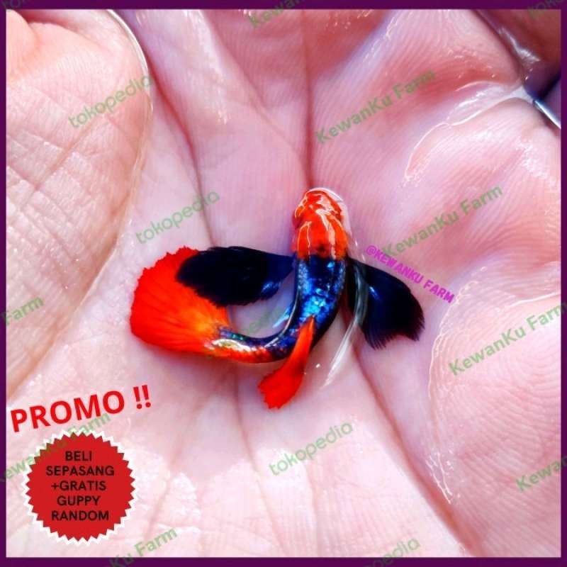 Jual Guppy Prtde Koi Platinum Red Tail Dumbo Ear Koi Grade A Sepasang - Jantan Di Seller ...