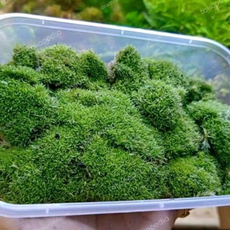 Jual Moss Mutiara Pearl Tanaman Darat For Paludarium Terrarium Vivarium ...