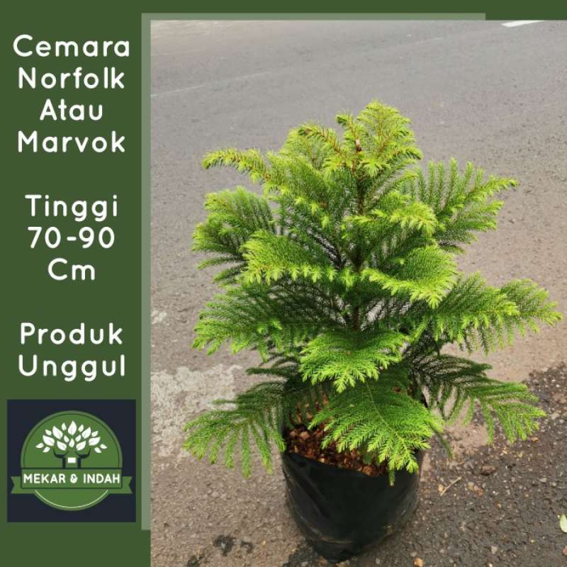 Promo Tanaman Pohon Cemara Norflok, Marvok, Marpok Diskon 23% Di Seller ...