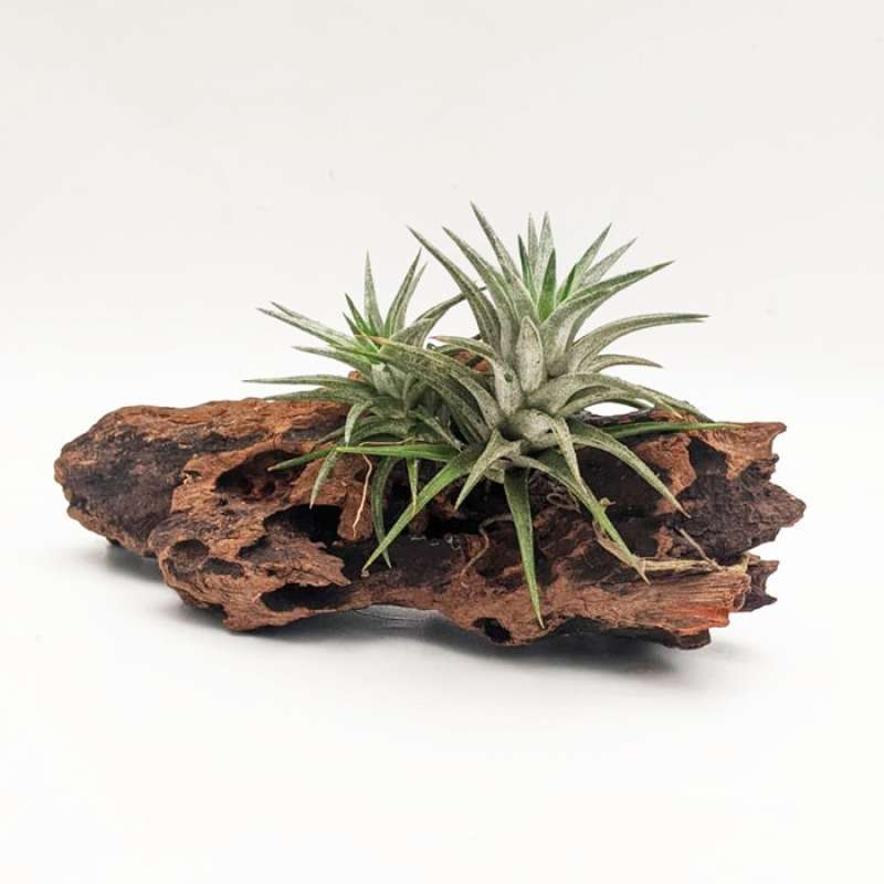 Promo Tillandsia On Wood - Epifit / Plant / Tillandsia / Bromel Diskon ...
