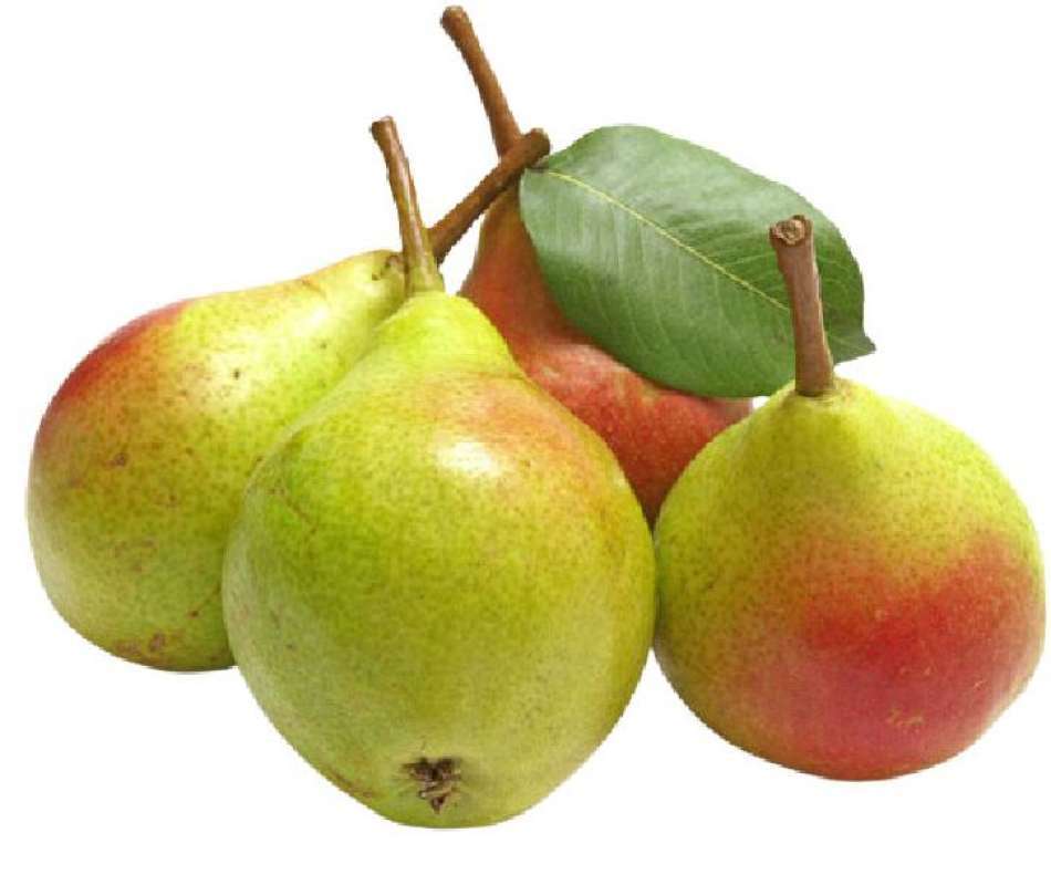 Jual Buah Pear Pir 500gr Forelli Pacham Xiang Lie Century Singo Bandung ...