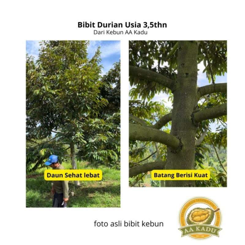 Promo Promo / Bibit Duri Hitam Premium Tinggi 50cm Aa Kadu Tasikmalaya ...