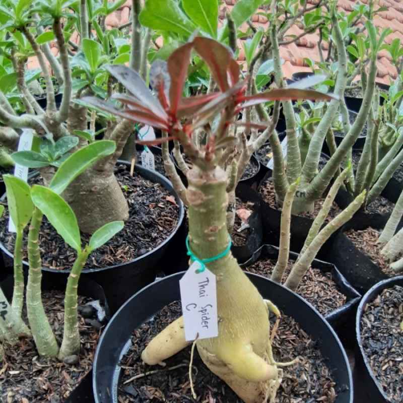 Promo Adenium Grafting Size C Thai Spider Diskon 23% Di Seller Malini ...