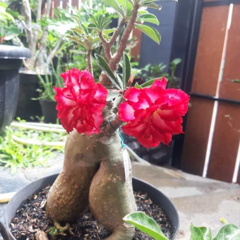 Promo Pmk Adenium Grafting Bunga Tumpuk.size C Diskon 23% Di Seller ...