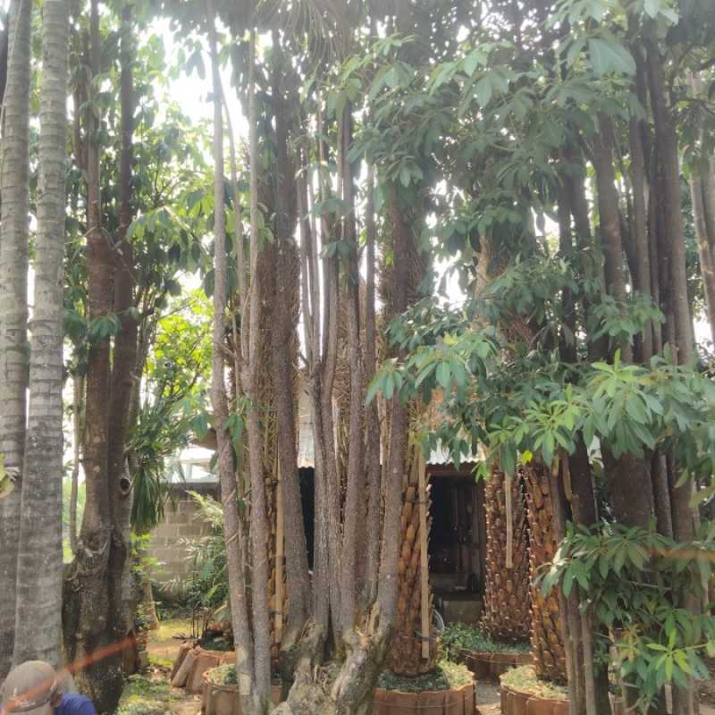 Jual Pohon Perindang Pule Gruping Berkarakter Rimbun Untuk Taman Rumah ...