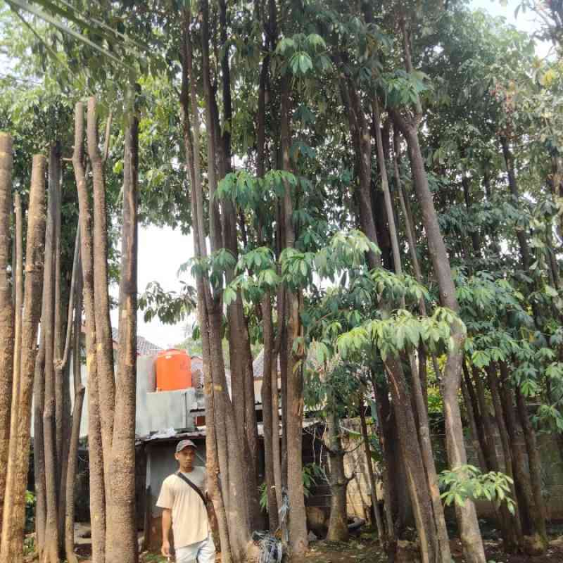 Jual Pohon Perindang Pule Gruping Berkarakter Rimbun Untuk Taman Rumah ...