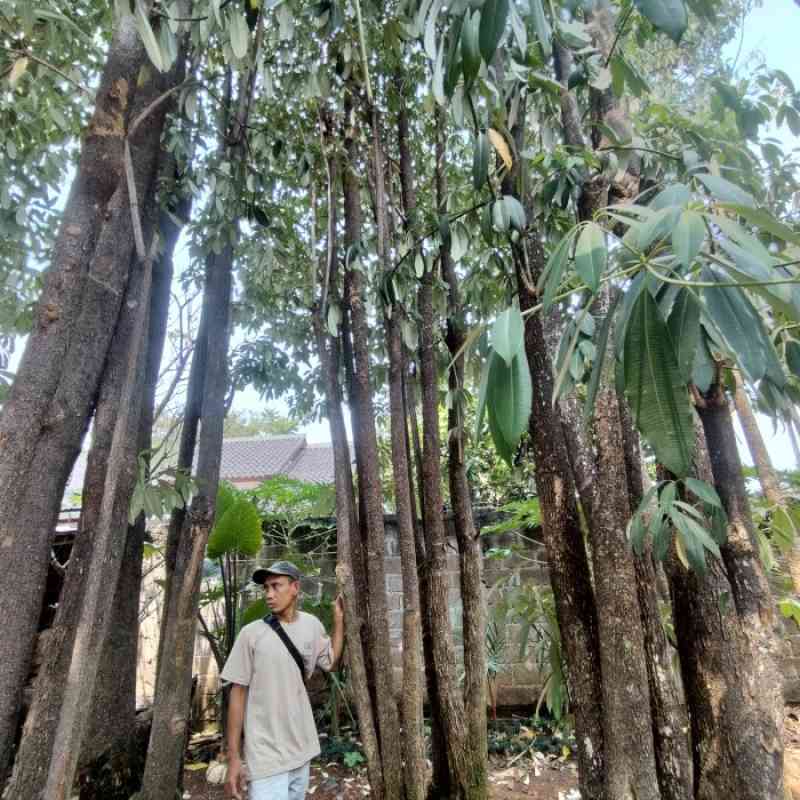 Jual Pohon Perindang Pule Gruping Berkarakter Rimbun Untuk Taman Rumah ...