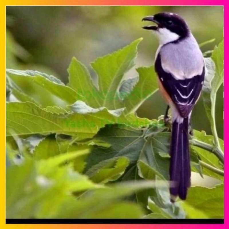 Jual Burung Pentet Madura Blangkon Di Seller Wd_store - Cengkareng ...