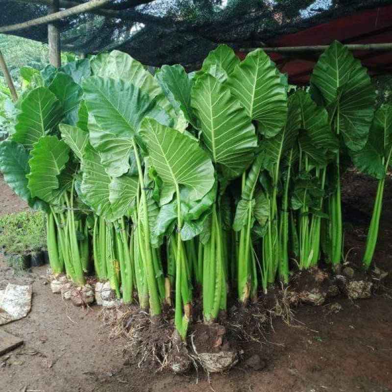Jual Sente Hijau Super Jumbo Tinggi Pohon 1,5 Meter Di Seller Circlet ...