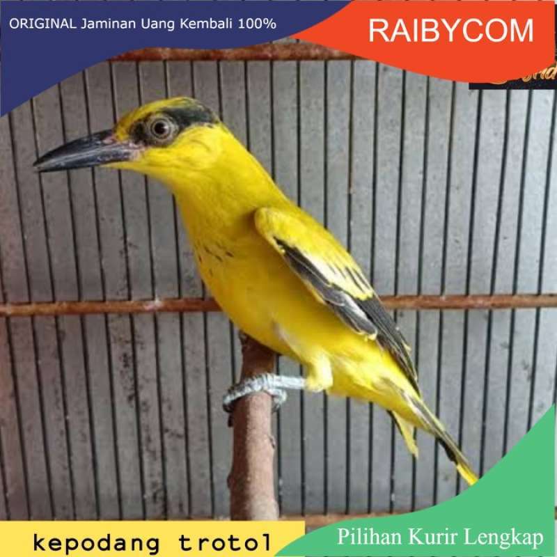burung jalak emas gacor