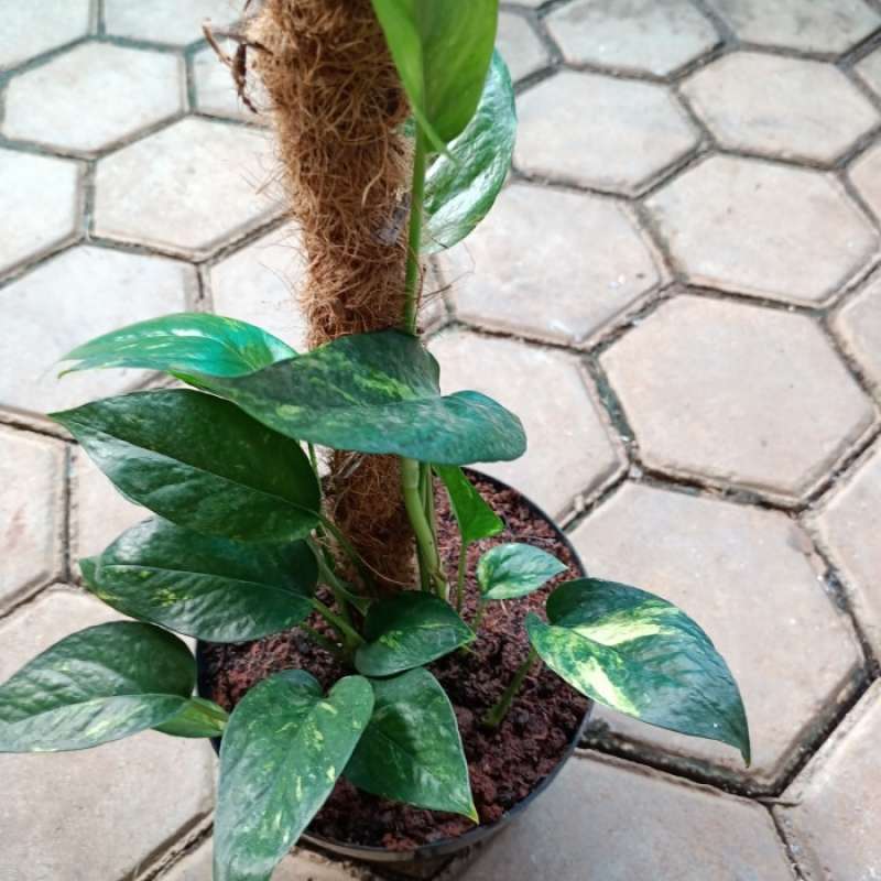 Promo Tanaman Hias Epipremnum Kujang Rimbun Kode B Diskon 23% Di Seller ...