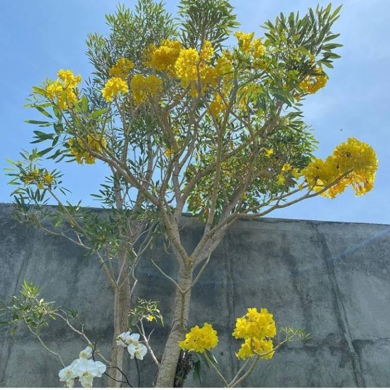 Jual 4 Meter Pohon Tabebuya Bunga Kuning Di Seller Ismataman1 - Sasak ...