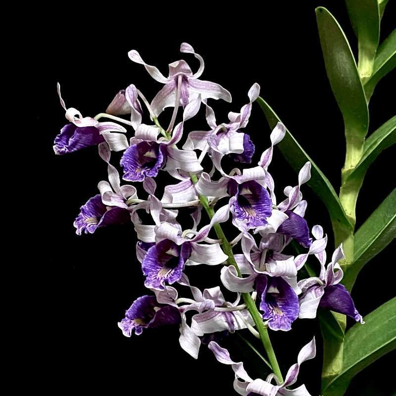 Jual Seedling Dendrobium Nindii Bibit Bunga Anggrek Species Papua ...