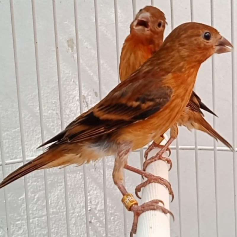Burung Kenari Black Red