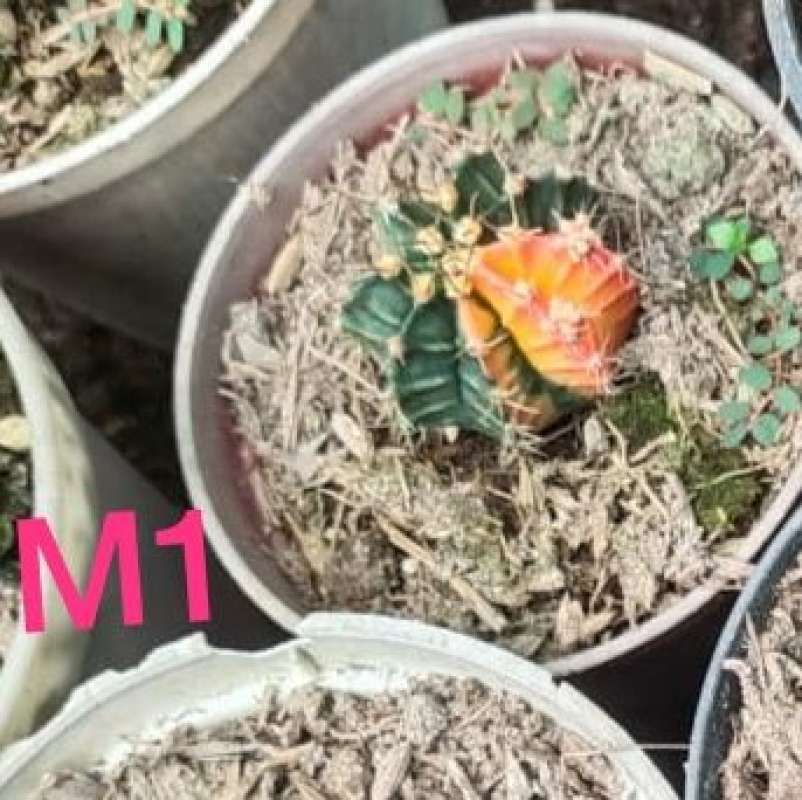 Promo cactus gymnocalycium miha starfire medium - kaktus akar ownroot Diskon 23% di Seller Indah ...