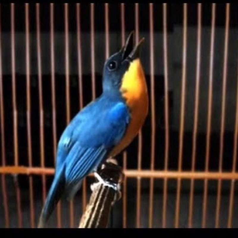 Promo burung ledekan/sulingan bahan rawatan Diskon 23% di Seller Indah ...