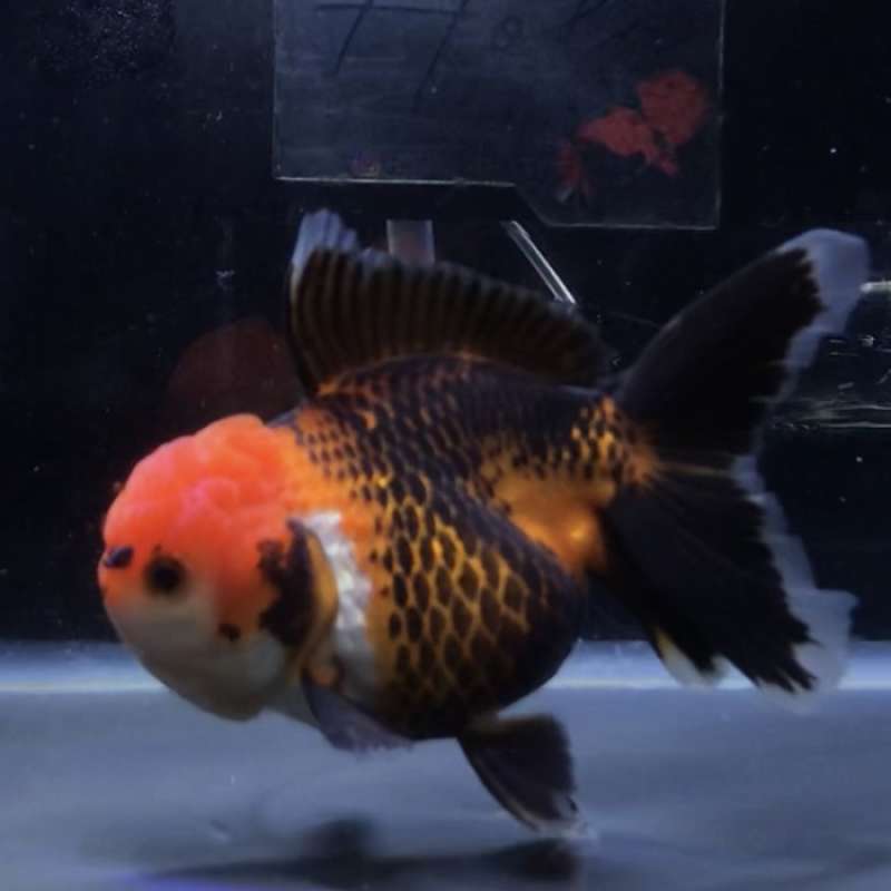 Promo ORANDA SHORT BODY TRICOLOR / IKAN MAS KOKI GOLDFISH Diskon 23% di ...