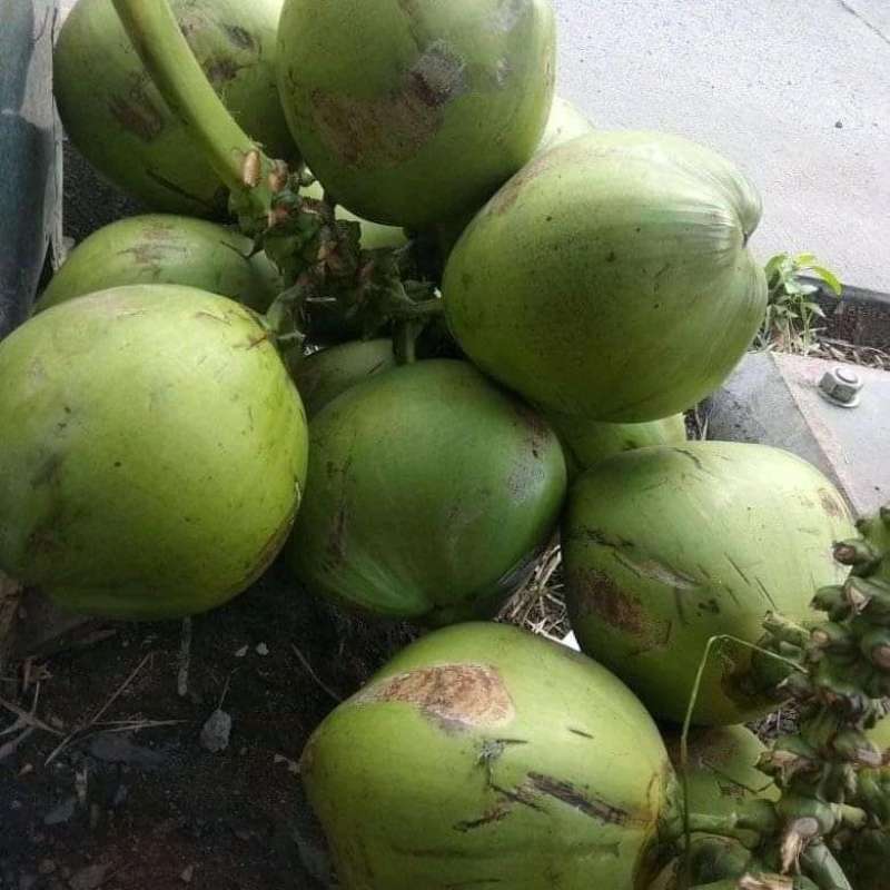 Promo Kelapa Muda Hijau Manis Dan Segar Satu Buah Diskon 33% Di Seller Warung Jadul - Cigoong ...