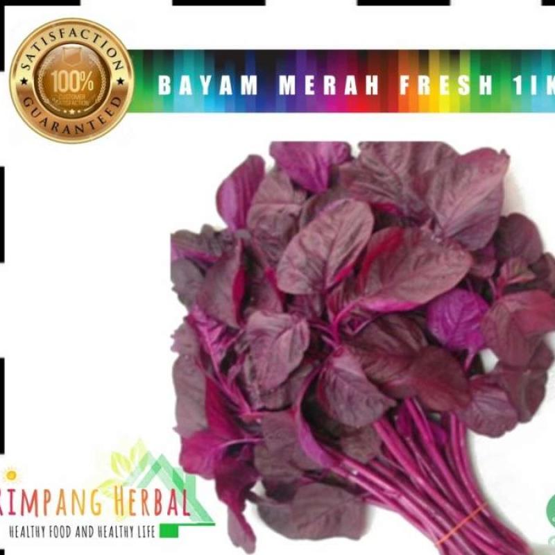 Bayam Merah 1 Ikat Gratis Ongkir 🏷️ Harga Murah Oktober 2025
