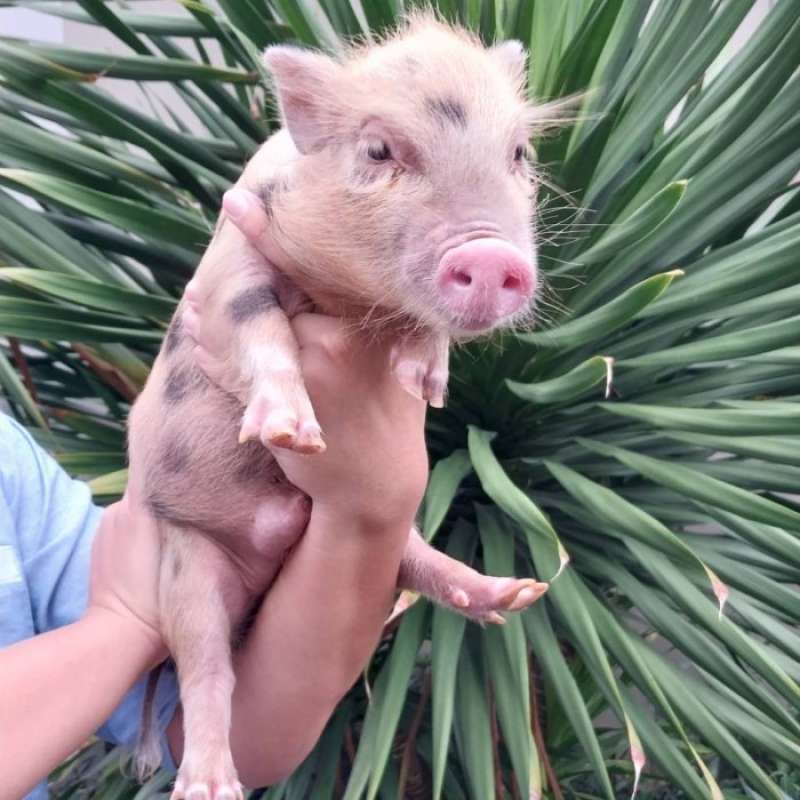 Promo Micro pig babi mini virall Diskon 23% di Seller Indah Petshop ...
