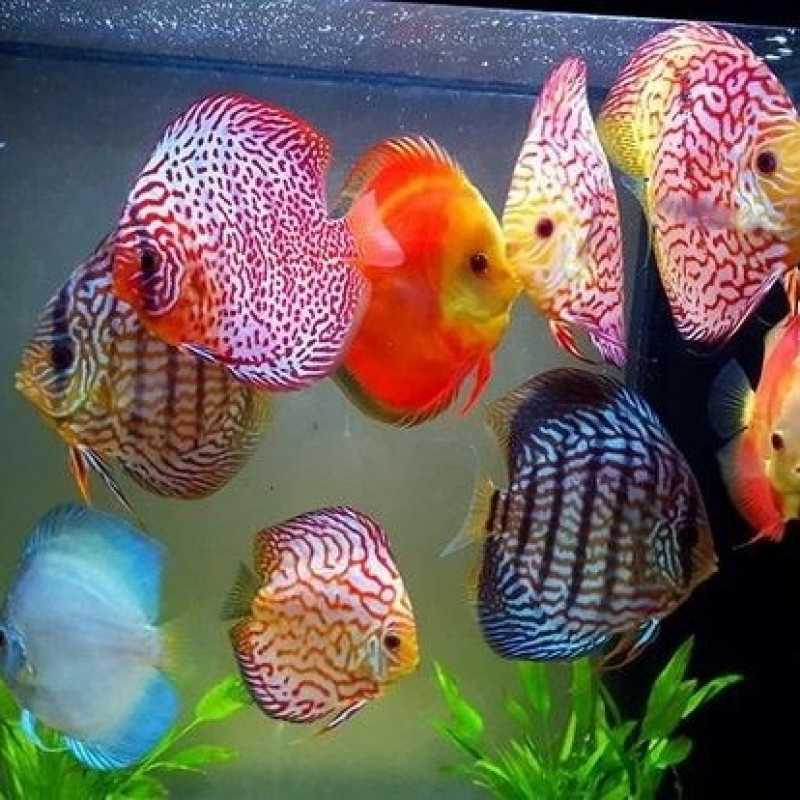 Promo Paket ikan discus / paket discus / paket ikan discus 2 inc Diskon ...