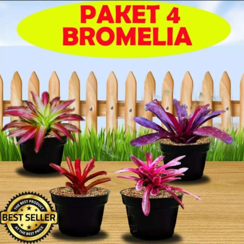 Promo Promo!! Paket 4 Jenis Tanaman Hias Bromelia Diskon 23% Di Seller ... Promo Promo!! Paket 4 Jenis Tanaman Hias Bromelia Diskon 23% Di Seller ...