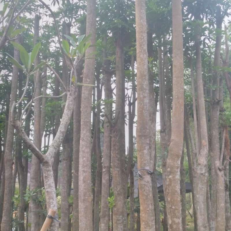 Promo Pohon Pule Batang Tunggal. Diameter Batang 20 Cm Lingkar Batang ...