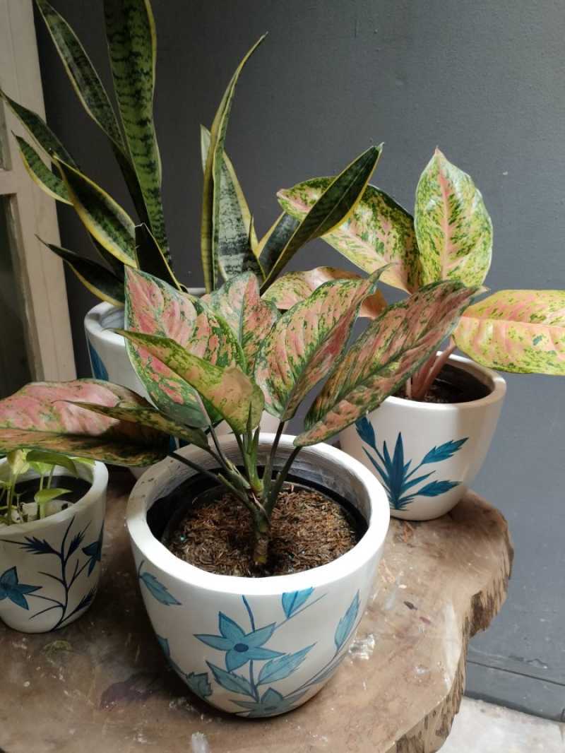 Jual Pot Bunga Cat Duco Biru Putih Lukisan Tangan D13 T14 Di Seller ...