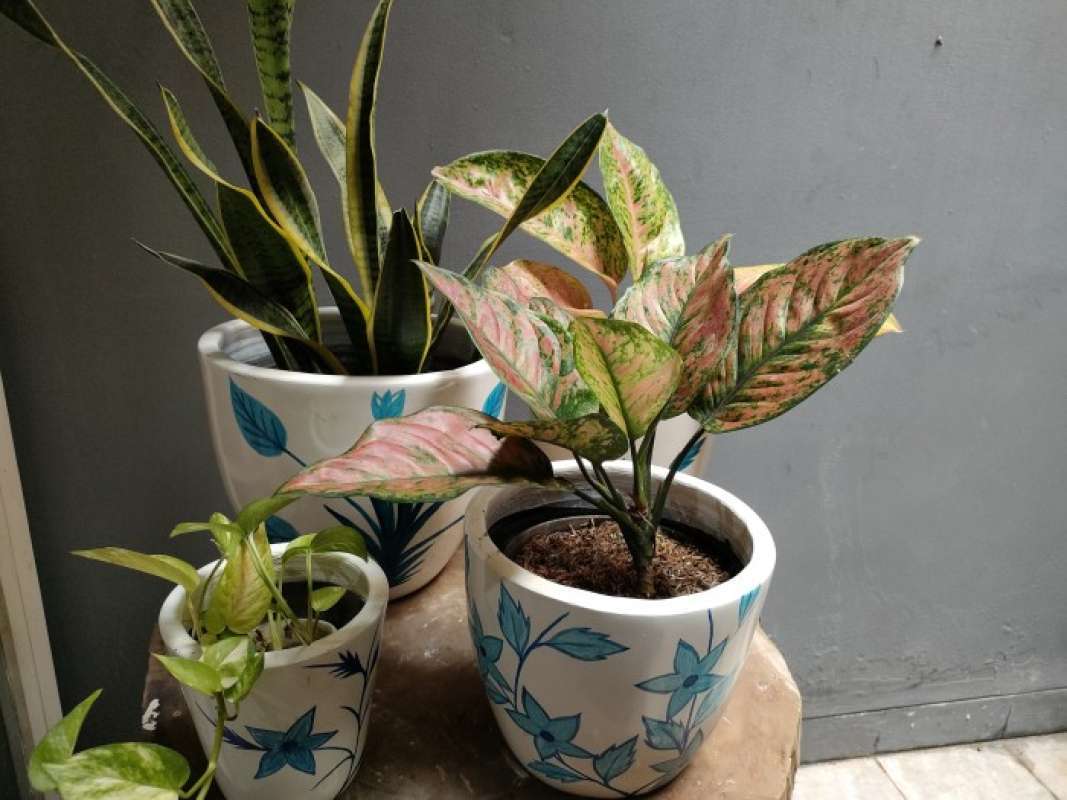 Jual Pot Bunga Cat Duco Biru Putih Lukisan Tangan D13 T14 Di Seller ...