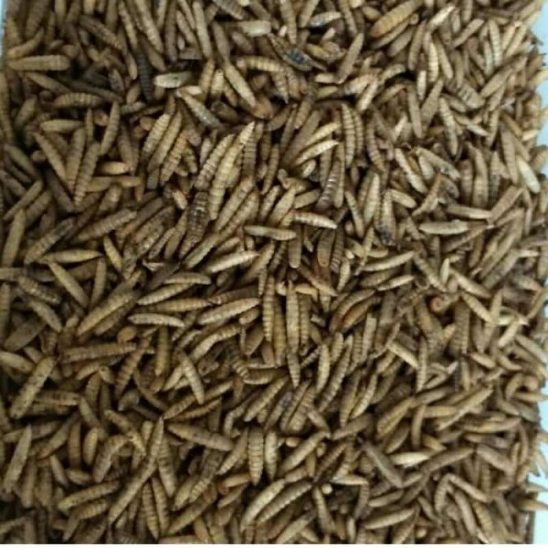 Promo Maggot Larva Lalat Bsf 1 Kg Kering Pakan Ikan Louhan Arwana ...