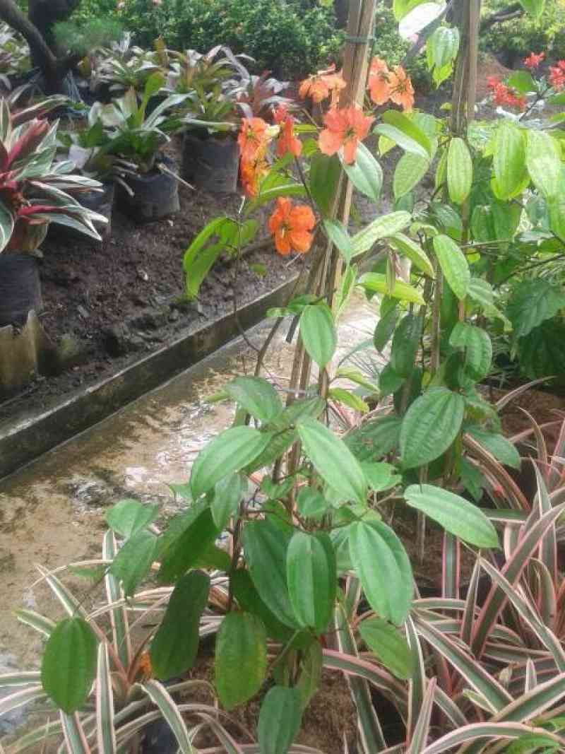 Promo Jual Tanaman Rambat Bauhinia Coccinea Berbunga Diskon 33% Di ...