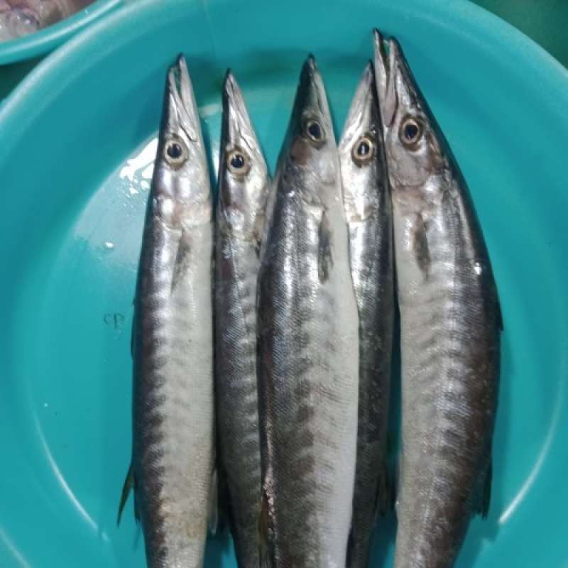 Jual Ikan Alu-alu Segar / Ikan Baracuda / Ikan Kacang-kacang Segar Di ...