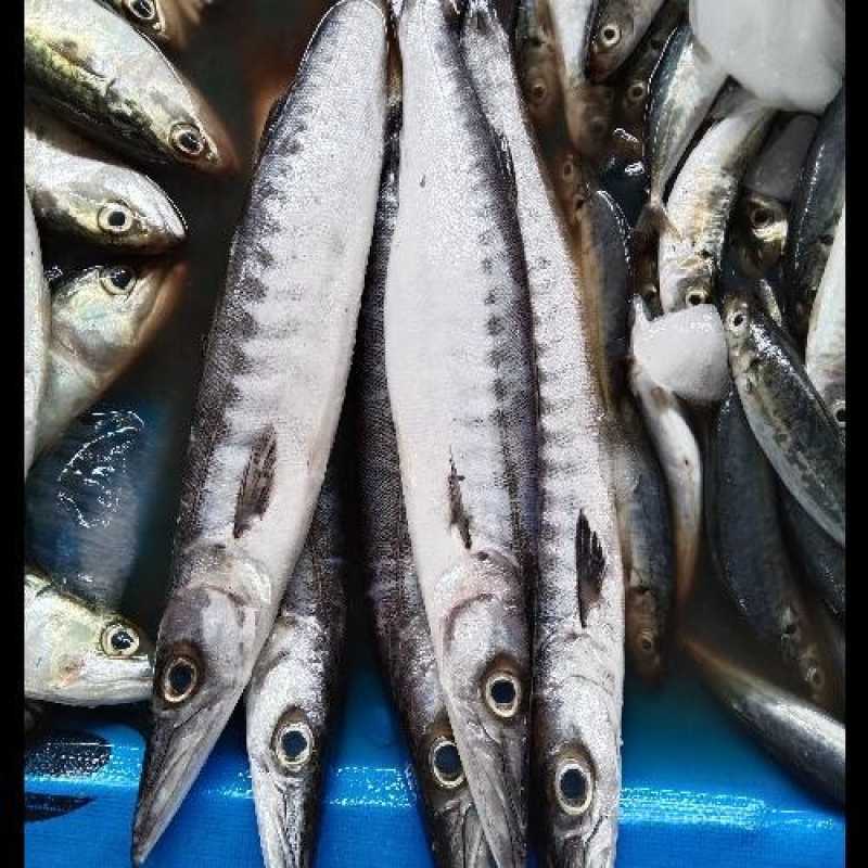 Jual Ikan Alu-alu Segar / Ikan Baracuda / Ikan Kacang-kacang Segar Di ...