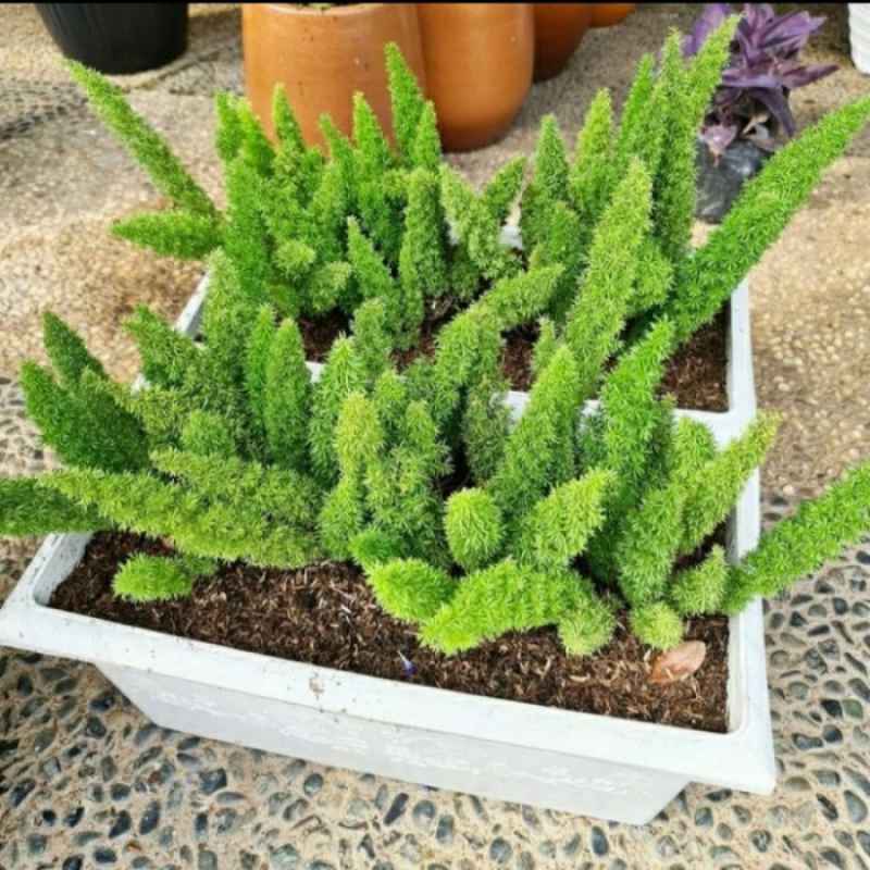 Promo Tanaman Hias Ekor Tupai Rimbun Include Pot Putih Panjang / Tahan ...