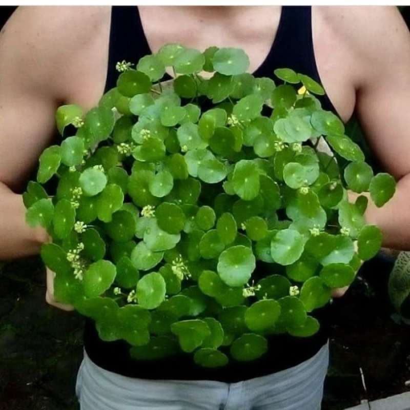 Jual Tanaman Herbal - Pegagan / Centella Astiatica / Antanan Tapak Kuda ...