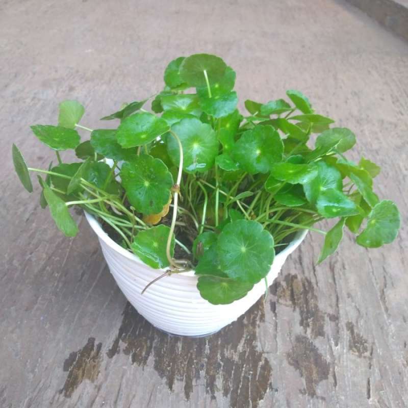Jual Tanaman Herbal - Pegagan / Centella Astiatica / Antanan Tapak Kuda ...