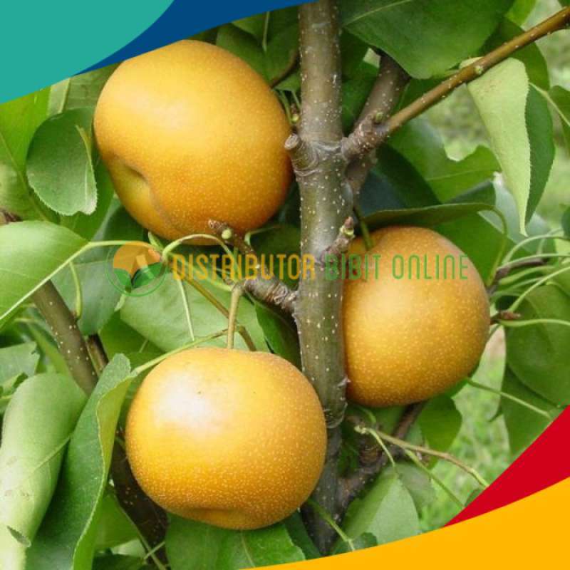 Jual Bibit Tanaman Pir Dataran Rendah / Pear Nashi Di Seller Noelle ...