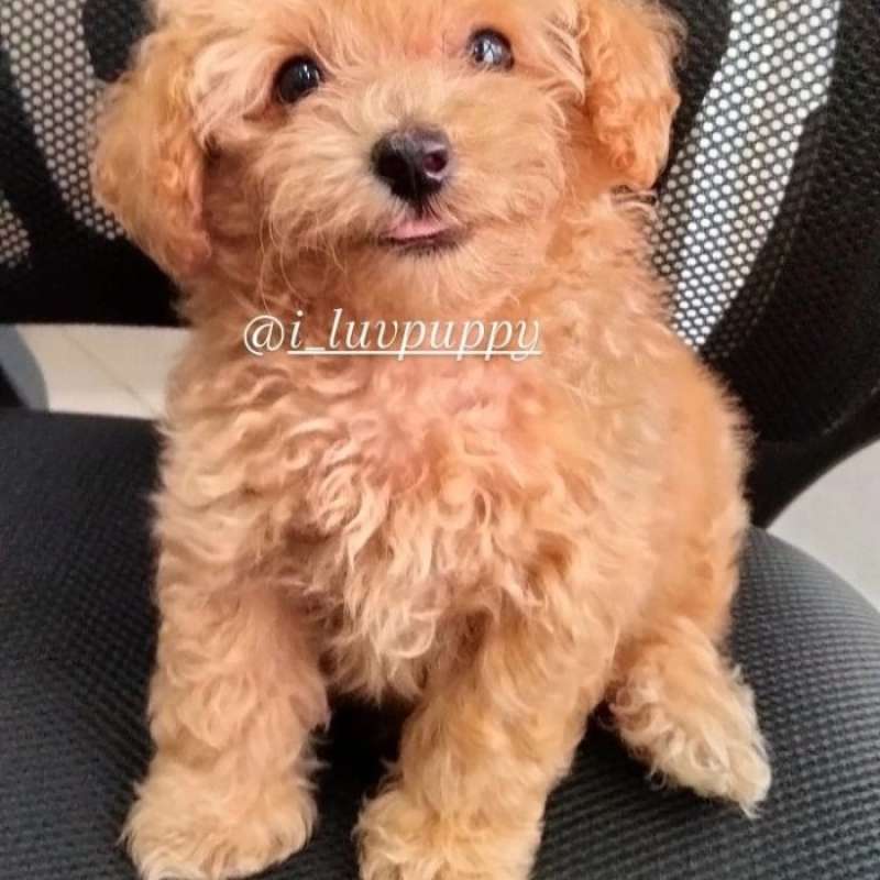 Jual Anjing Red Toy Poodle Jantan - Bichon Frise Di Seller Aghanim ...